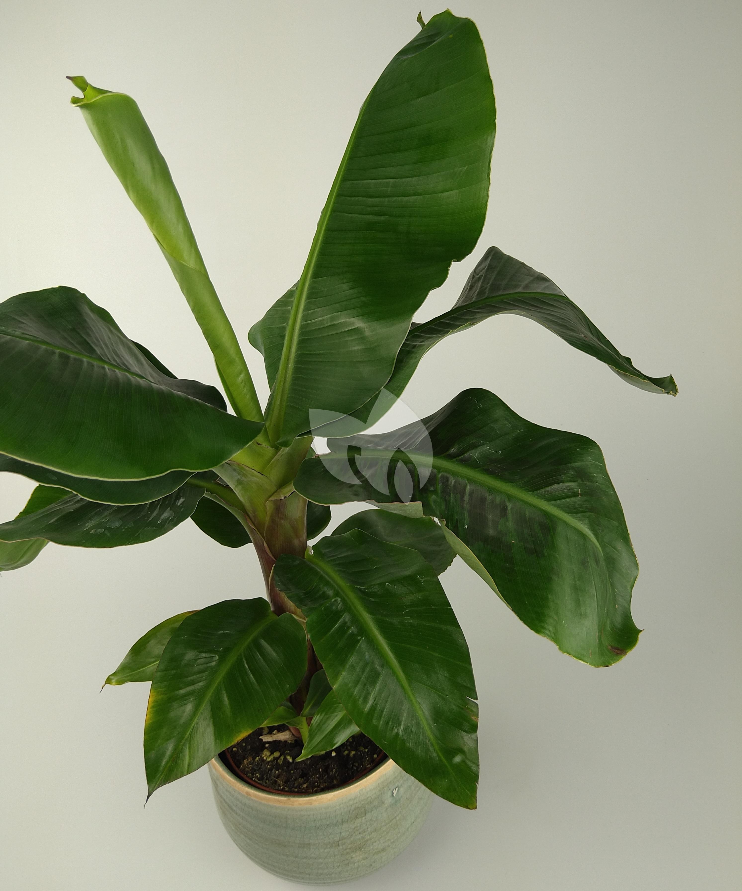 Plantenwinkel.nl Bananenplant Musa dwarf cavendish XS kamerplant in ...