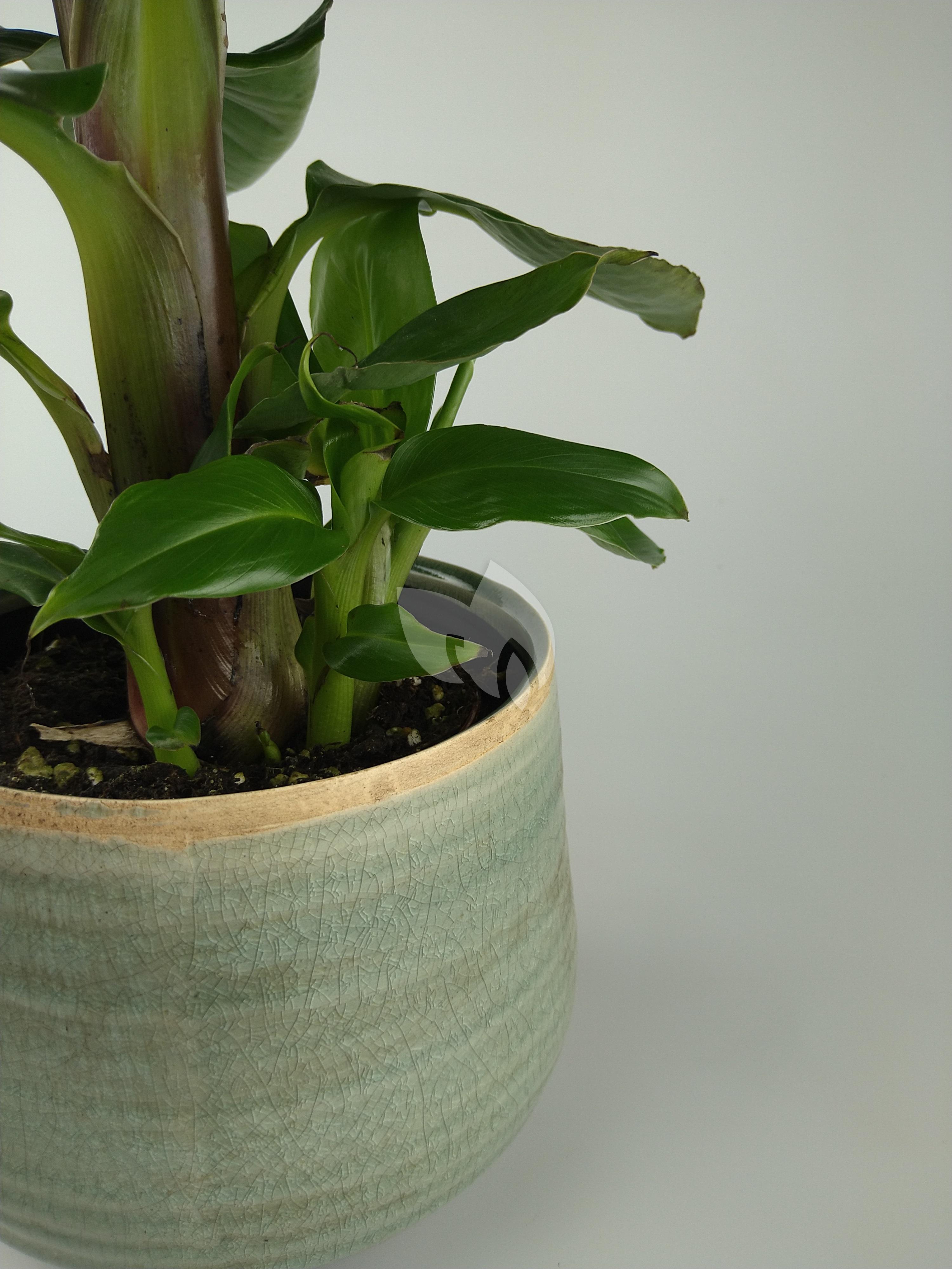 Plantenwinkel.nl Bananenplant Musa dwarf cavendish XS kamerplant in ...