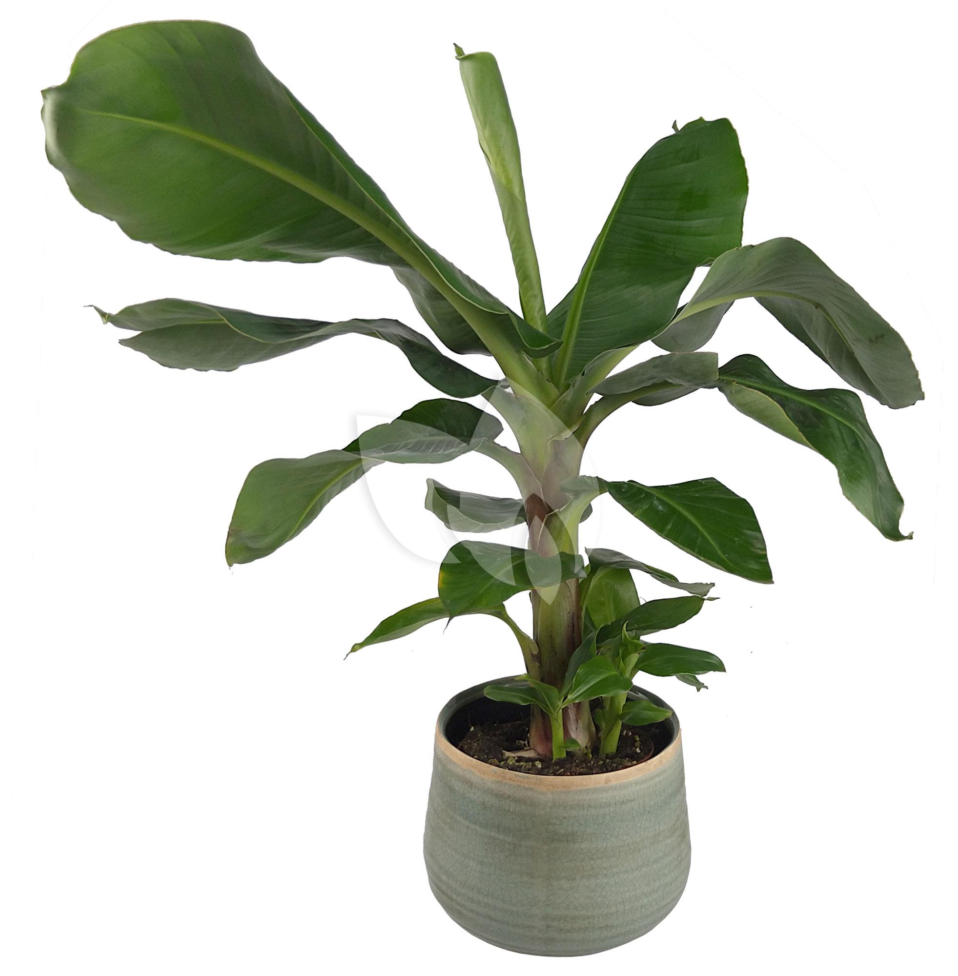 Plantenwinkel.nl Bananenplant Musa dwarf cavendish XS kamerplant in ...