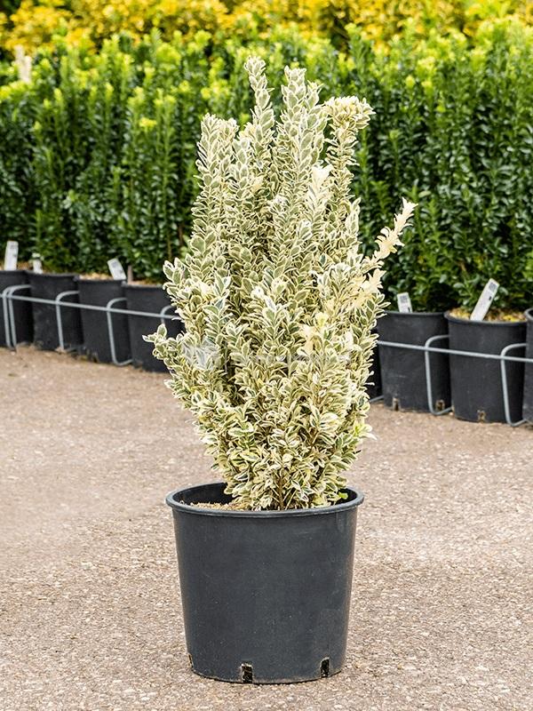 Plantenwinkel.nl Kardinaalsmuts Euonymus Jap White Spire 75 cm ...
